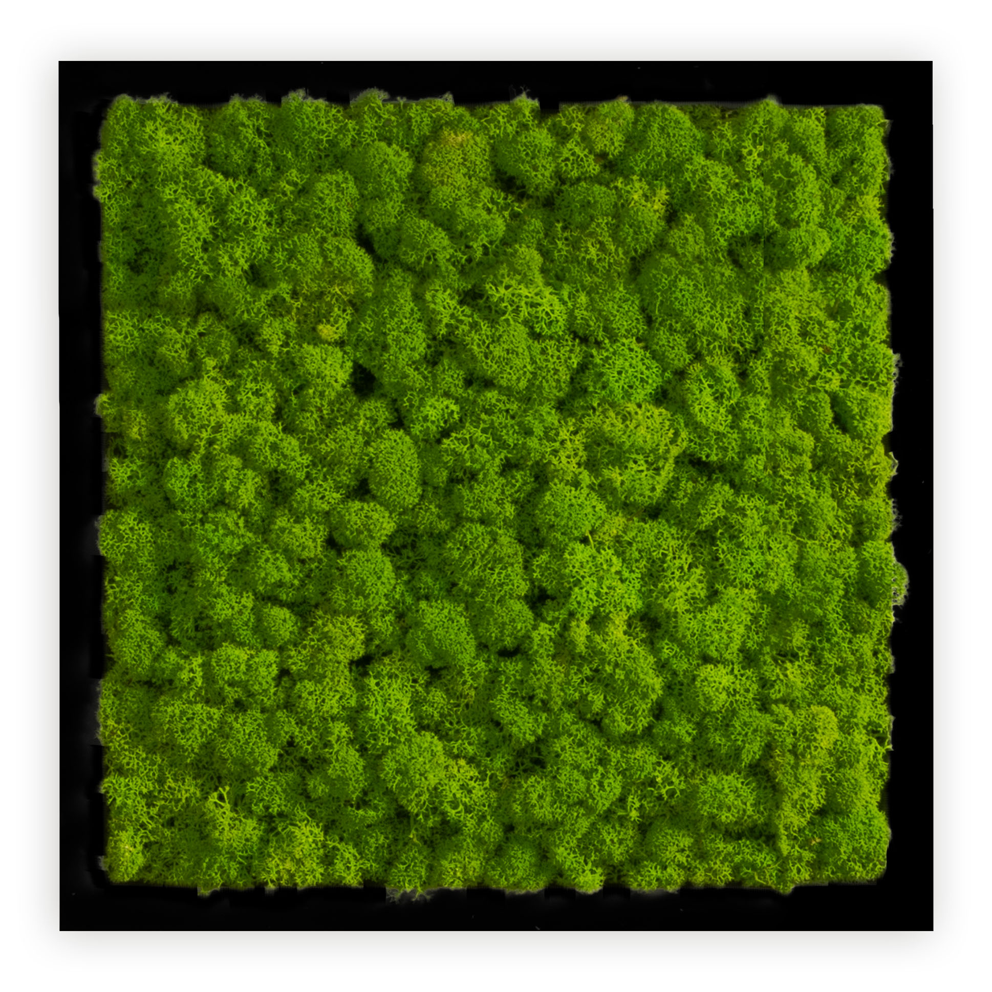 Moosbild mit Islandmoos | 35 x 35 cm | Apfelgrün | Tischlerrahmen schwarz | 3002069-7000